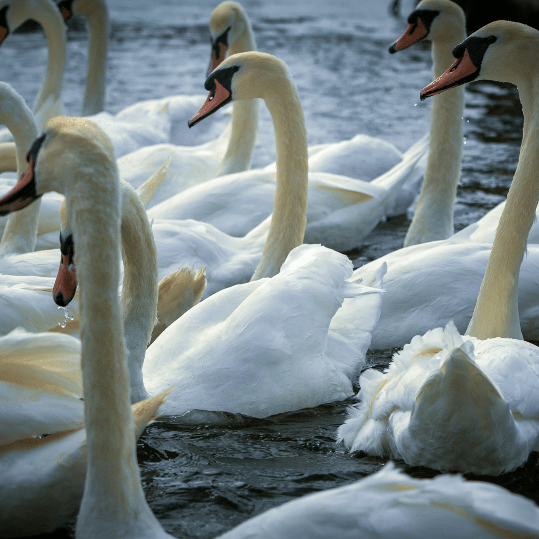 ‘Following the whims and currents’ by Soje | National Centre for ...